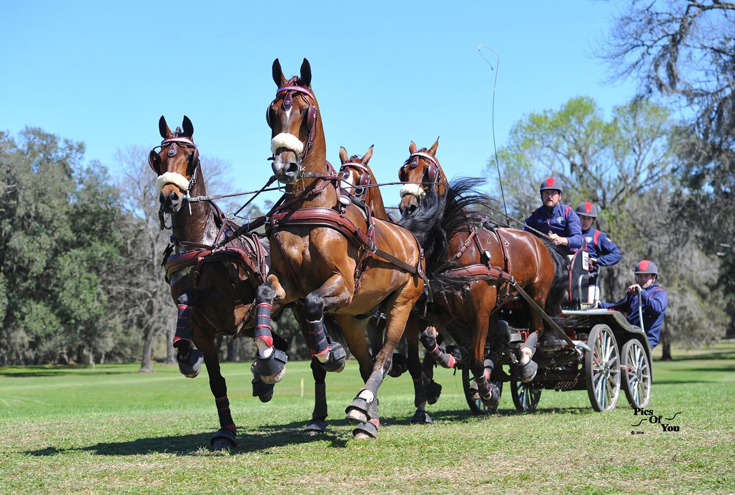 Chester Weber | World Four-in-Hand Driving Champion